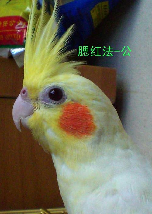 一对玄凤怎么繁殖图标