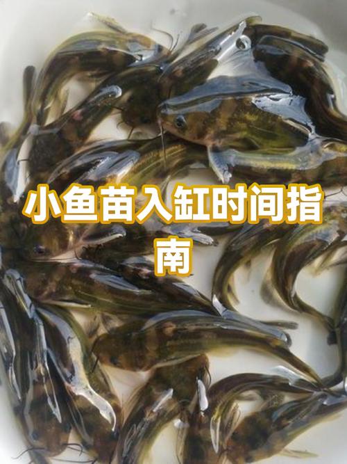 小鱼刚买回来能直接放缸吗图标