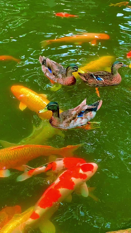 小鱼儿视频图标