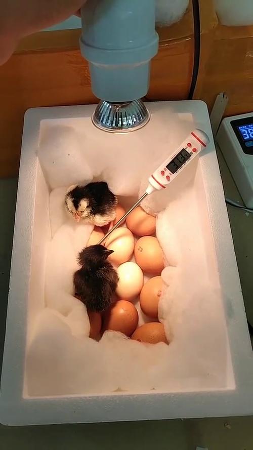 灯泡孵化小鸡教程缩略图