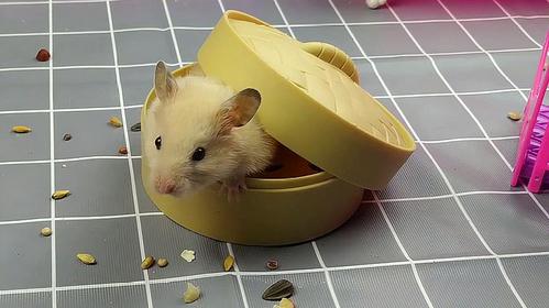 萌宠金大帅仓鼠视频截图