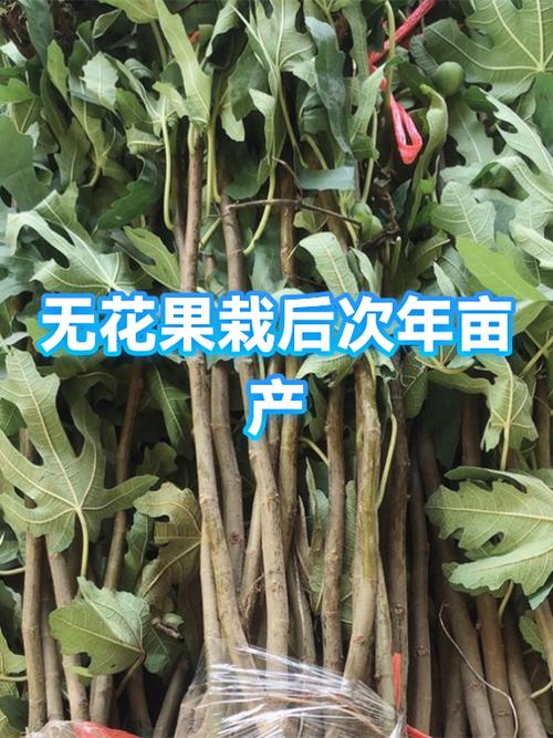 无花果种植利润图标