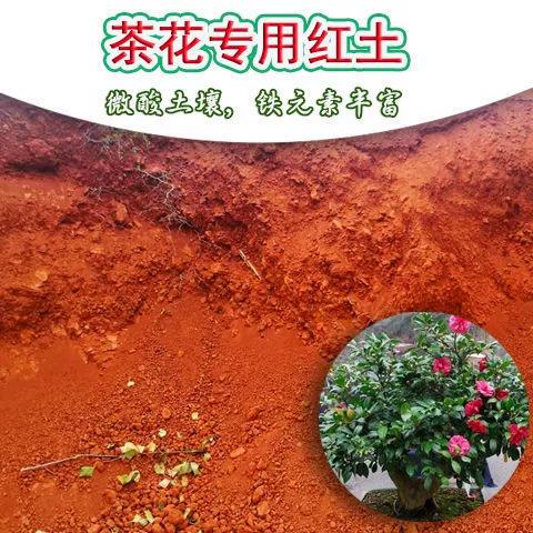 茶花适合什么土壤截图