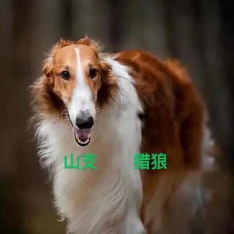 苏俄猎狼截图