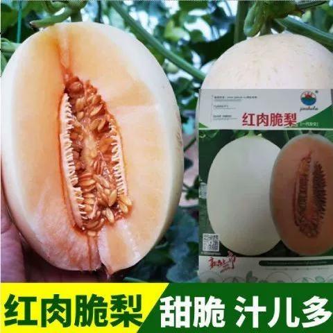 脆梨甜瓜图标