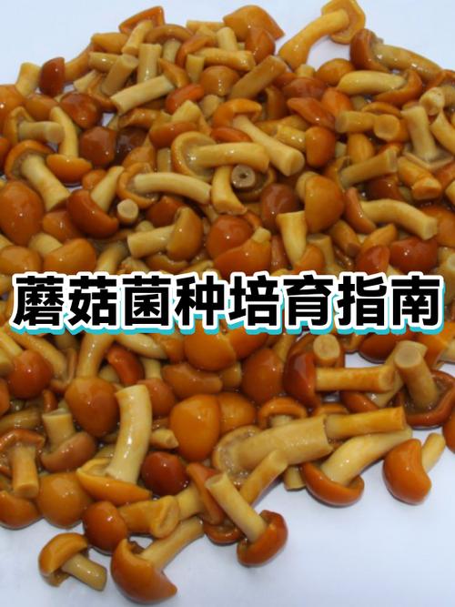 蘑菇菌种价格图标