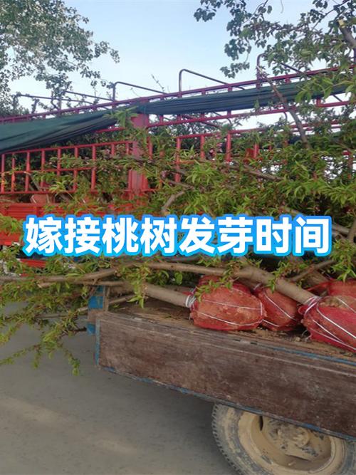 桃树什么时候种图标