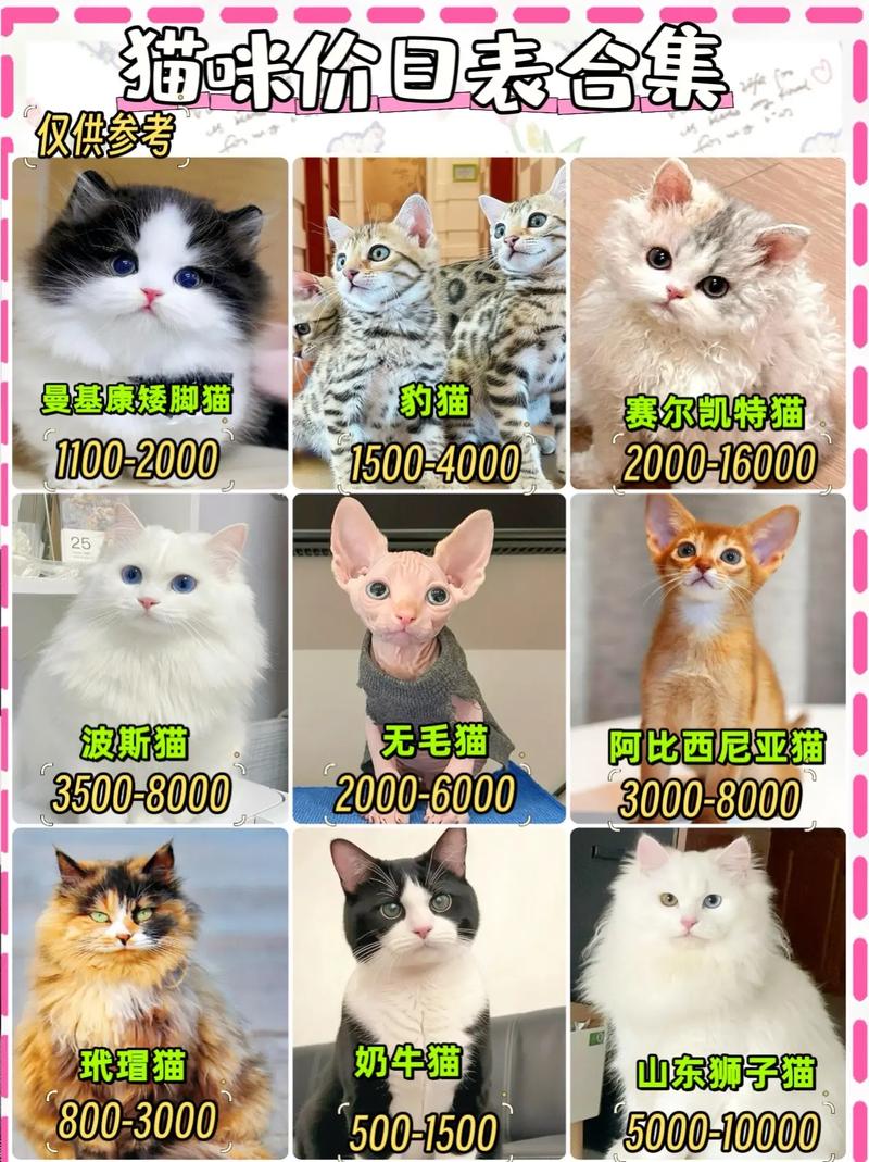 养猫去哪里买图标