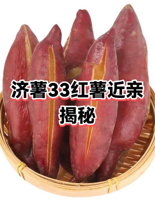 红薯最好的三个品种图标