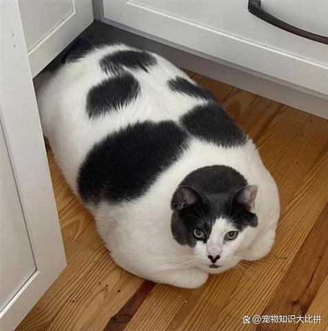 作者肥猫图标