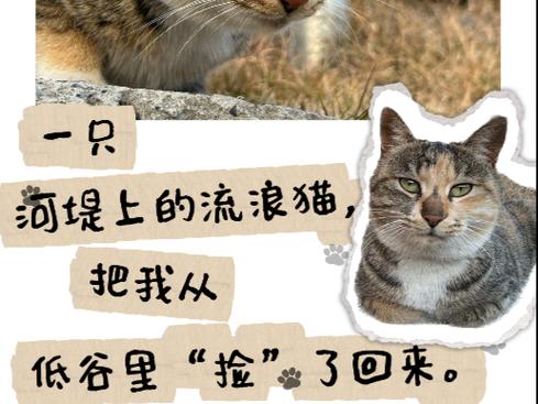 我把捡来的流浪猫又扔了图标