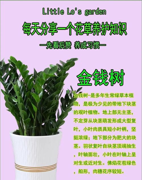 金钱树图片及养殖方法图标