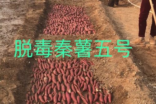 秦五红薯品种介绍图标