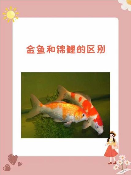 金鱼锦鲤混养好处