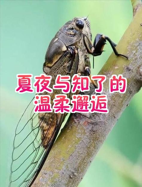 夏夜的梦故事