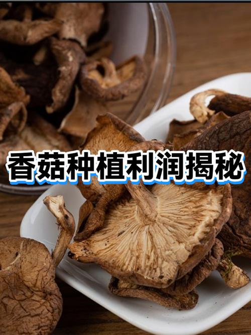 哪种菌菇种植利润大图标