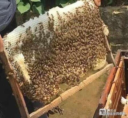 新蜜蜂过箱 检查视频图标