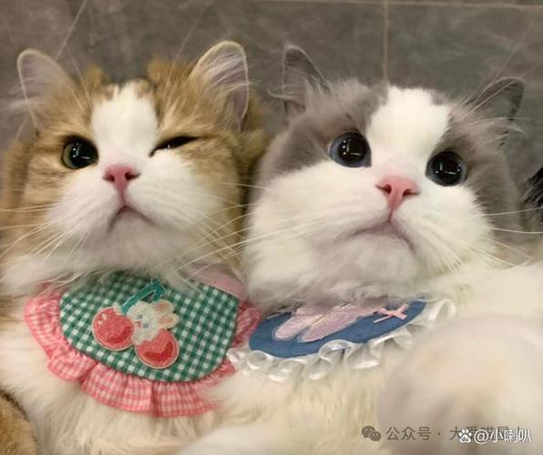 猫碰过的衣服要怎么洗图标