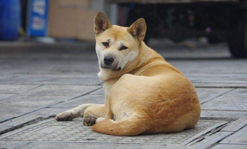 看家王app下载官方图标