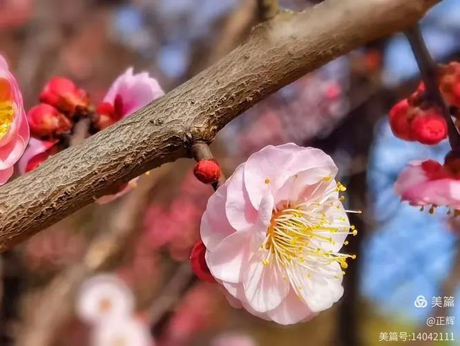 廖昌永演唱《梅花》图标