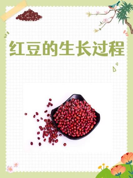 红豆从哪里长出来的截图