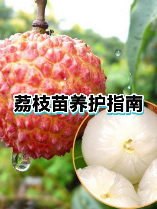 荔枝上喷水容易坏吗图标