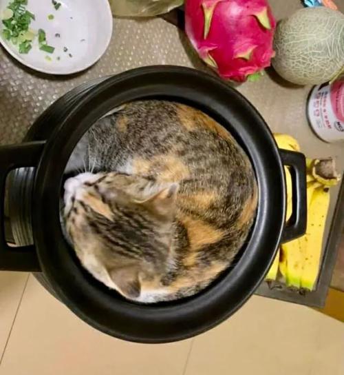 猫汤是什么意思图标