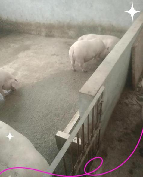 新手养猪图标