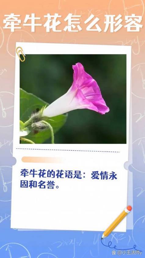 夏天爱情特殊含义是什么图标