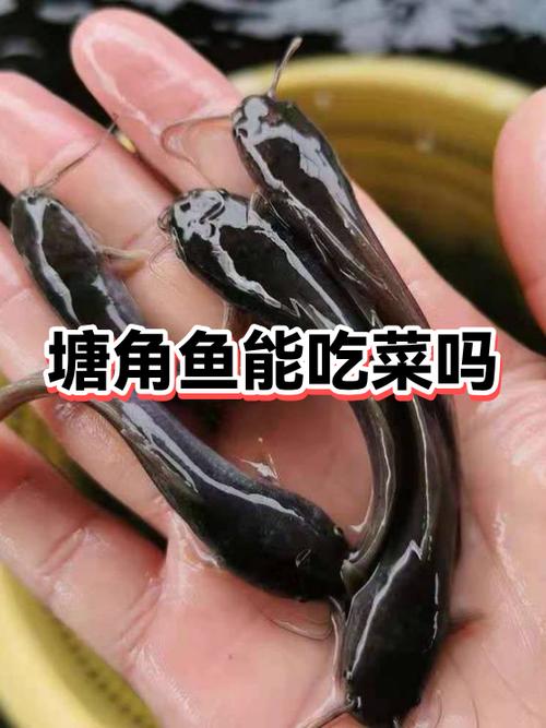 小鱼如何处理图标