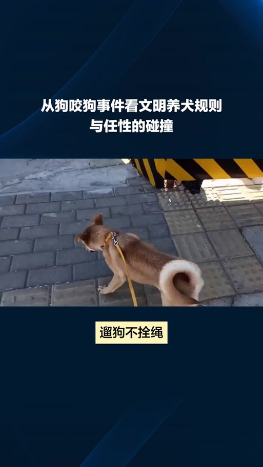 狗咬狗绳子是什么意思图标