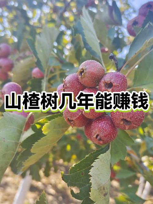 现在栽什么树最赚钱图标