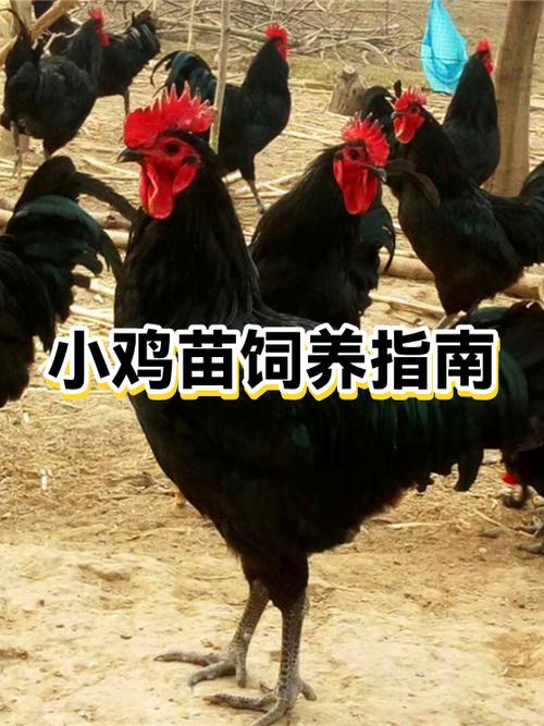 网上买半斤小鸡苗好养吗图标