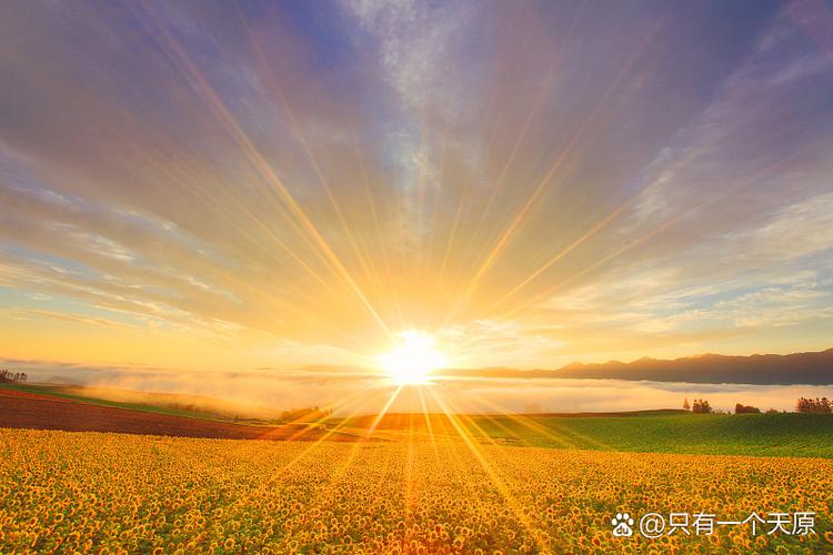 阳光生活图标