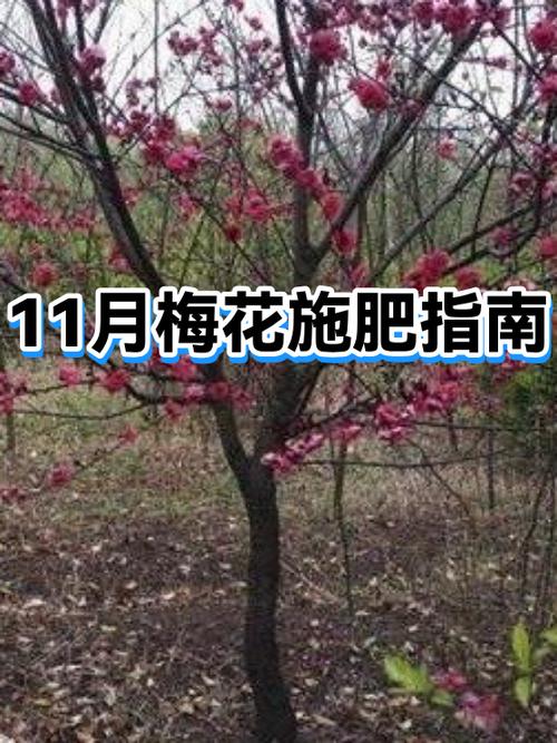 梅花适合什么土壤种植图标