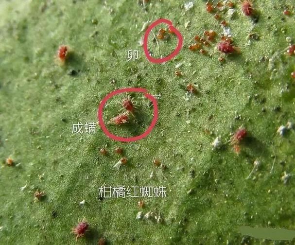 当黑客的电脑中了红蜘蛛病毒图标
