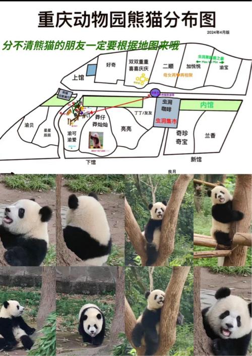 重庆动物园22只熊猫介绍一下截图