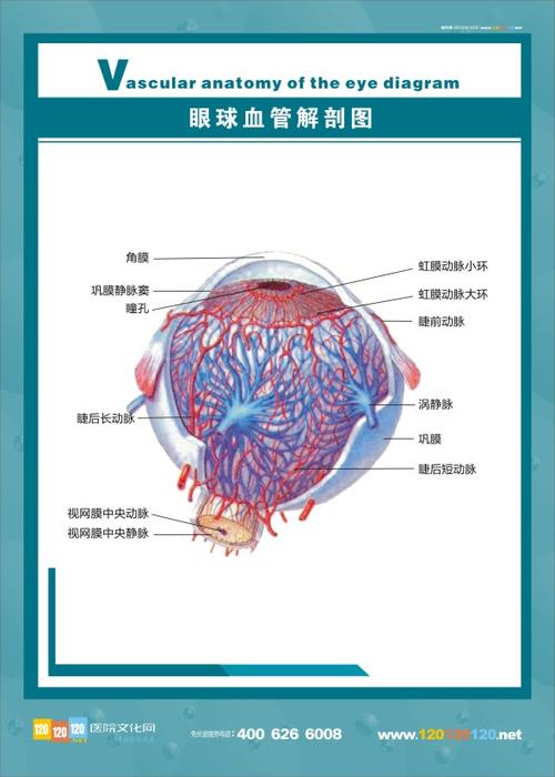 眼玻璃体积血怎么清除图标