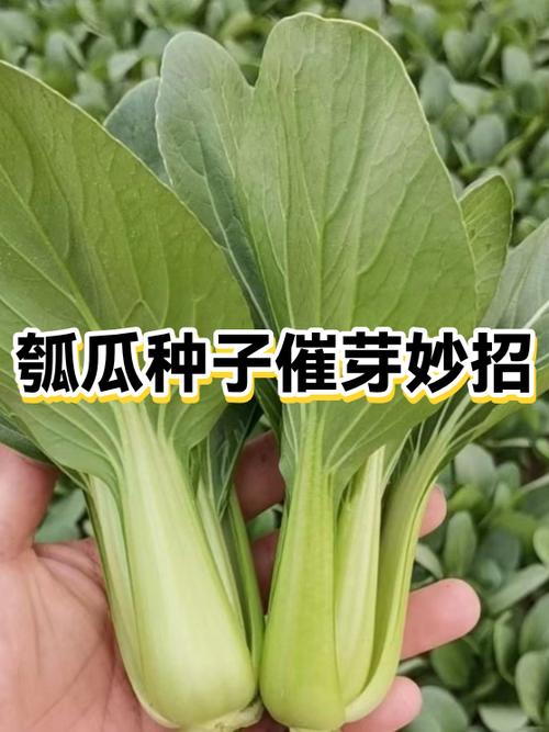 葫芦种子怎么催芽图标