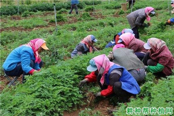 耕种帮种植网app下载截图