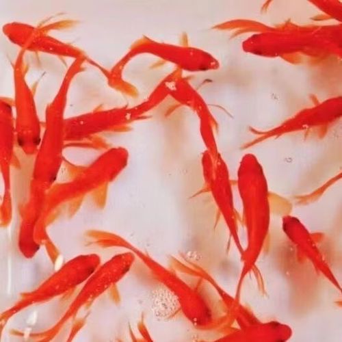 锦鲤可以活多久