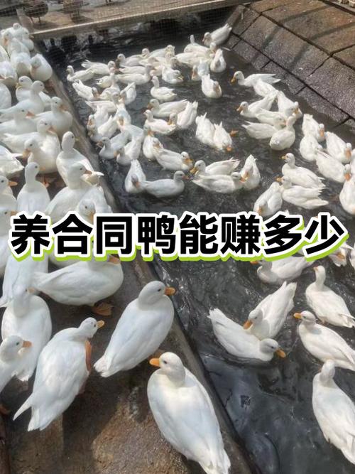 鸭子一年能挣多少钱图标