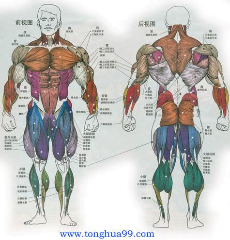 muscle肌肉截图