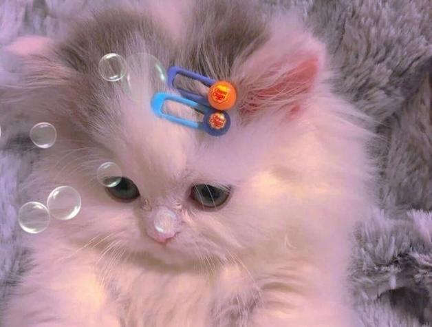 小奶猫头像呆萌图片图标