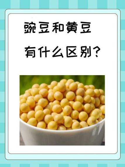 怎么区分豌豆和黄豆图标
