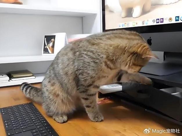猫咪会模仿人的行为吗图标