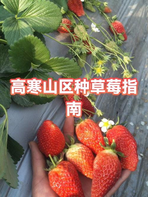 高寒山区适合种植什么图标
