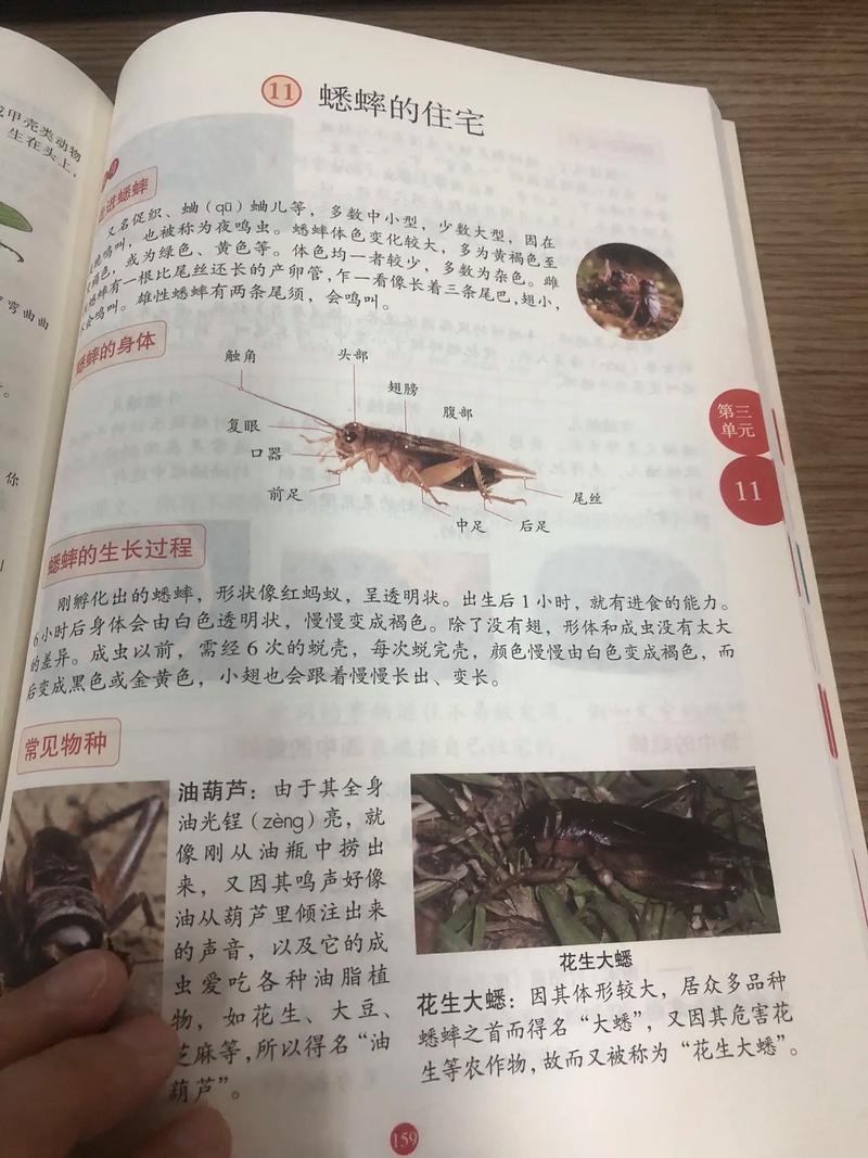 蟋蟀进屋十大忠告图标