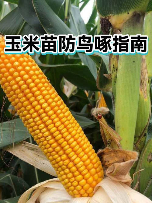 鸟啄了的食物还能吃吗图标