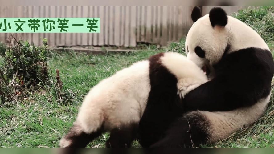 熊猫高能时刻排行截图